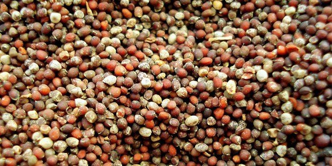 Senf, Kalorien und Nährwerte - scharfe Körner und Gewürz